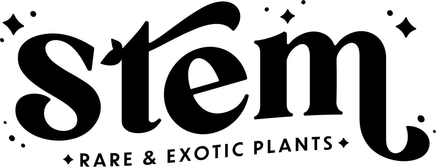 Find Houseplants For All Skill Levels Near You | Stem Rochester